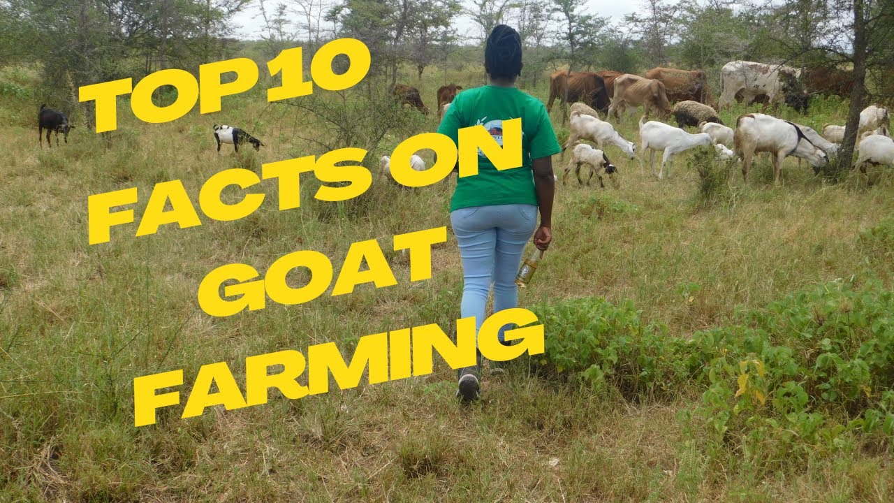 How to start Goat Farming with Limited resources |How to start a Goat ...