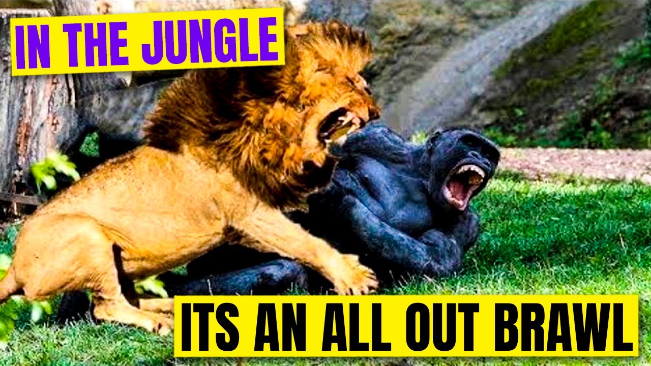 15 Extreme Animal Face-Offs Caught on Camera - YouTube