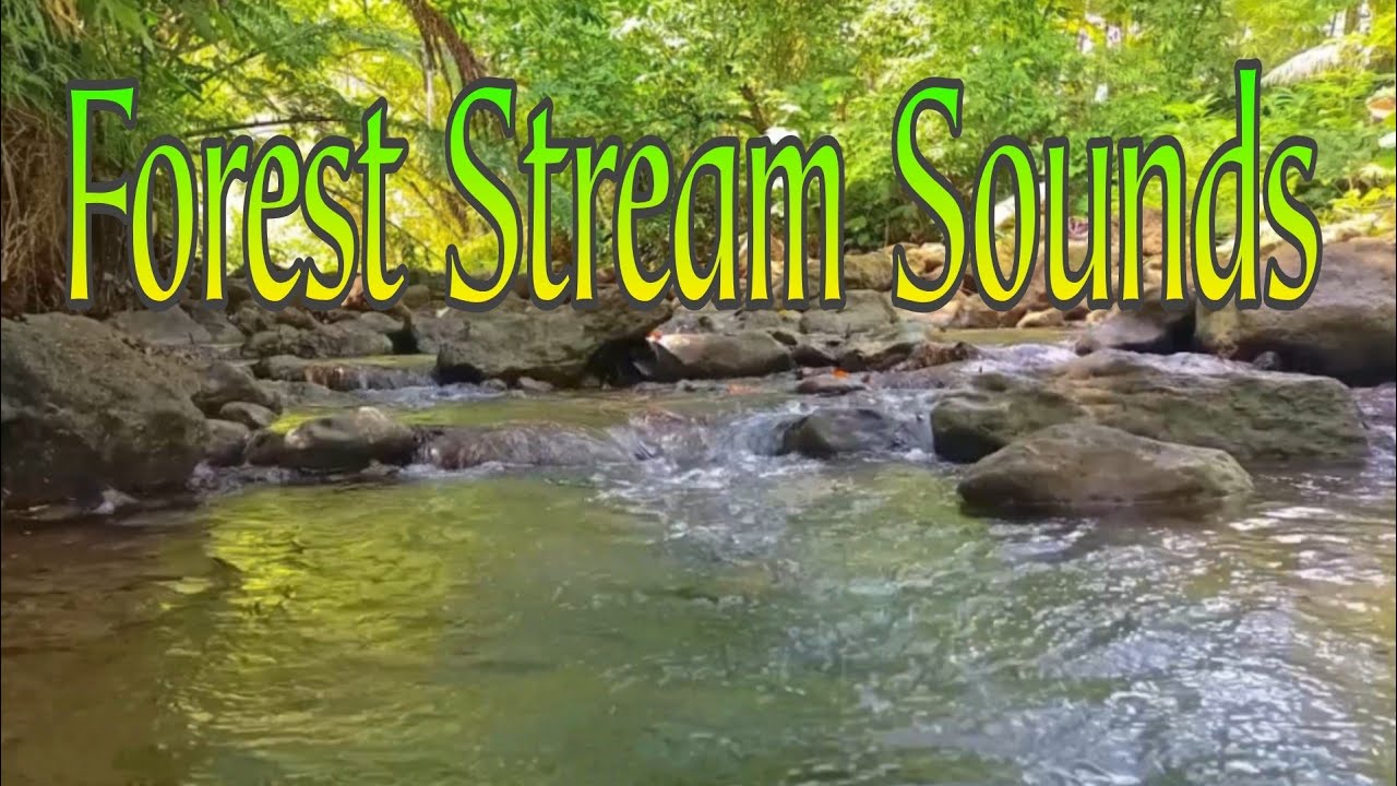 Forest Stream Sounds with Gentle Birdsong - Healing Nature Sounds ...