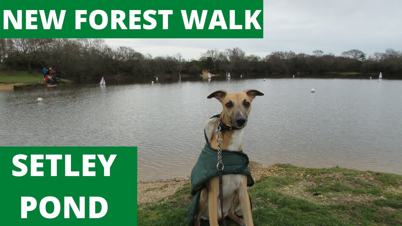 NEW FOREST WALK AT SETLEY POND (NEW FOREST NATIONAL PARK) - YouTube