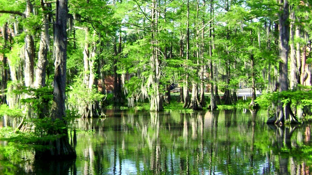 Swamp Soundscape For RPG | Swamp Sounds ASMR | Swamp Ambience ( 1 hour ...