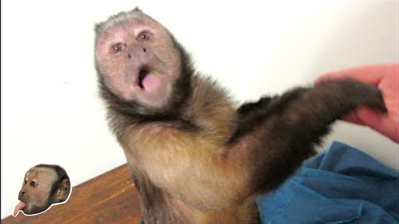 Monkey In A Sac! AWESOME SKILLS! - YouTube