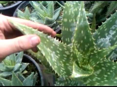 crocodile Aloe - YouTube