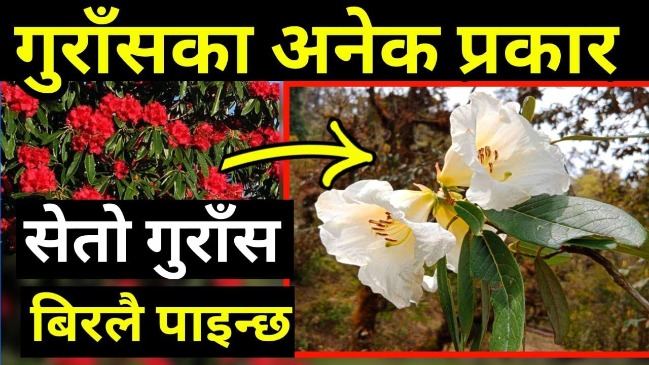 सेतो गुराँस यस्तो फुल्छ || white Rhododendron || yesto fulxa seto ...