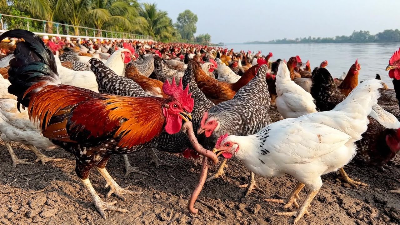Inside the Rural Chicken Farm: Unlocking the Efficiency Secrets of Free ...