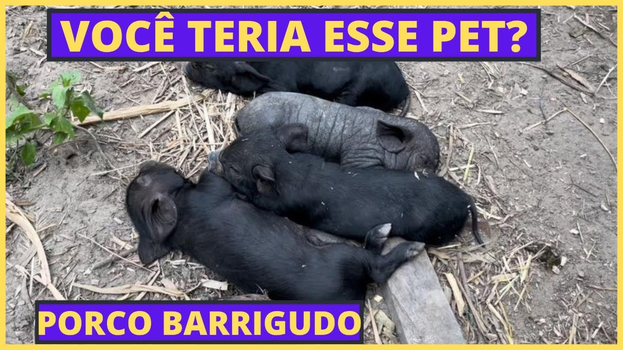 Conheça o o porco barrigudo, o famoso porco vietnamita. - YouTube