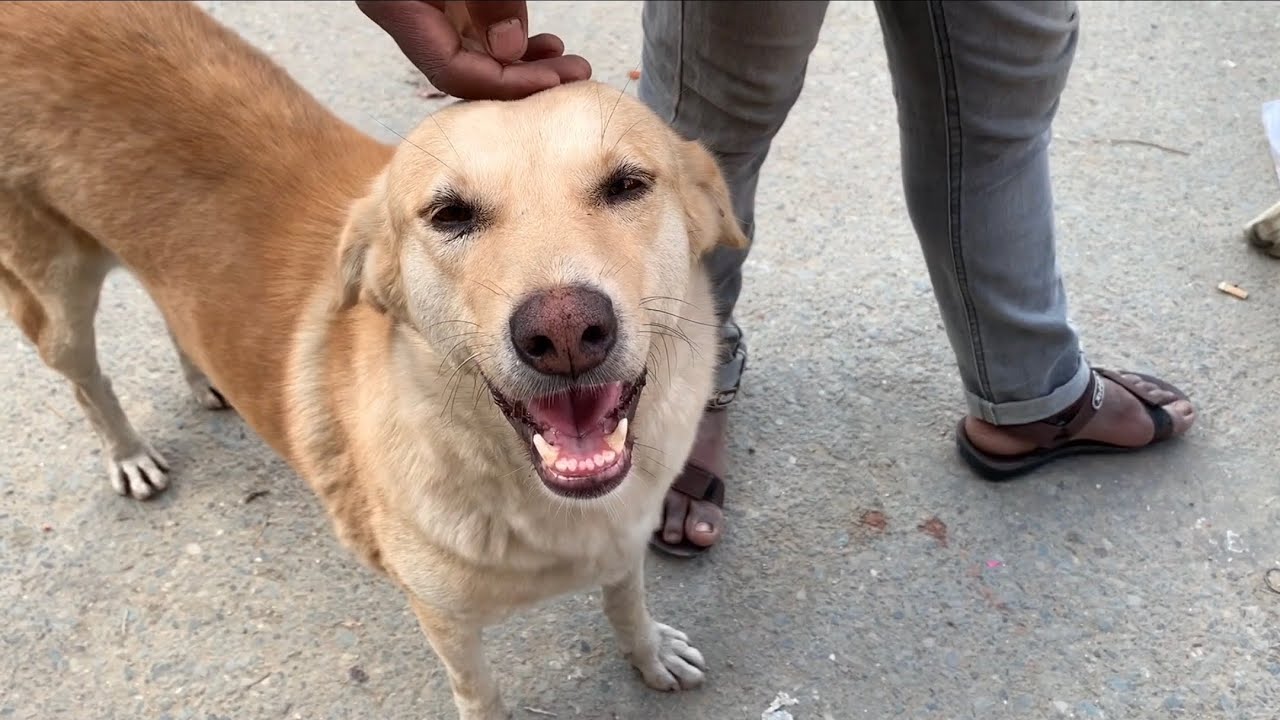 A Tragic GoodBye Of Stray Dogs💕/ Still Smile On Their Faces🥲💦 ...