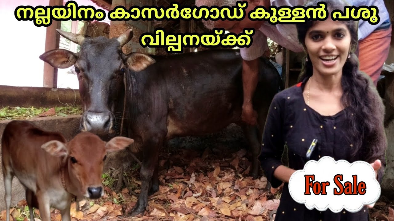 Kasaragod Dwarf cow🐮For Sale In Kerala|Kasaragod Kullan Pashu🐮For Sale ...
