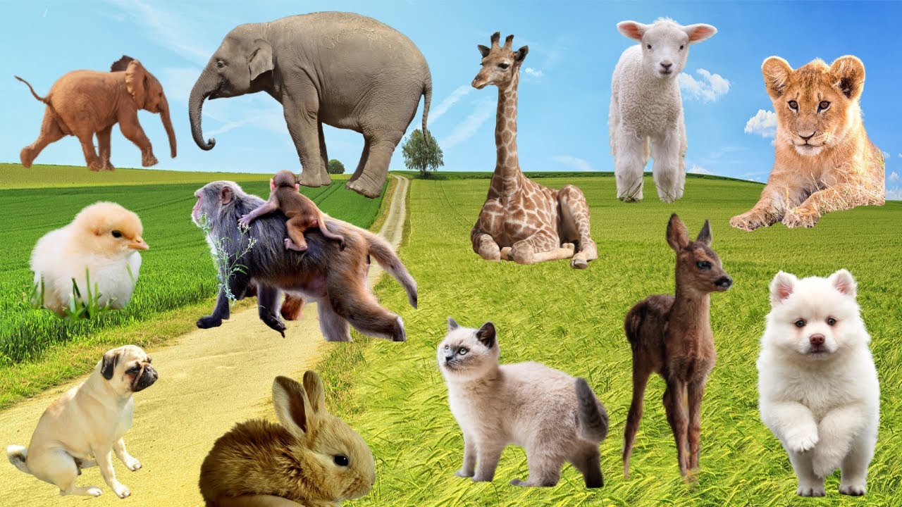 Animal Baby Videos for Kids - Discover the Cutest Animal Babies on the ...