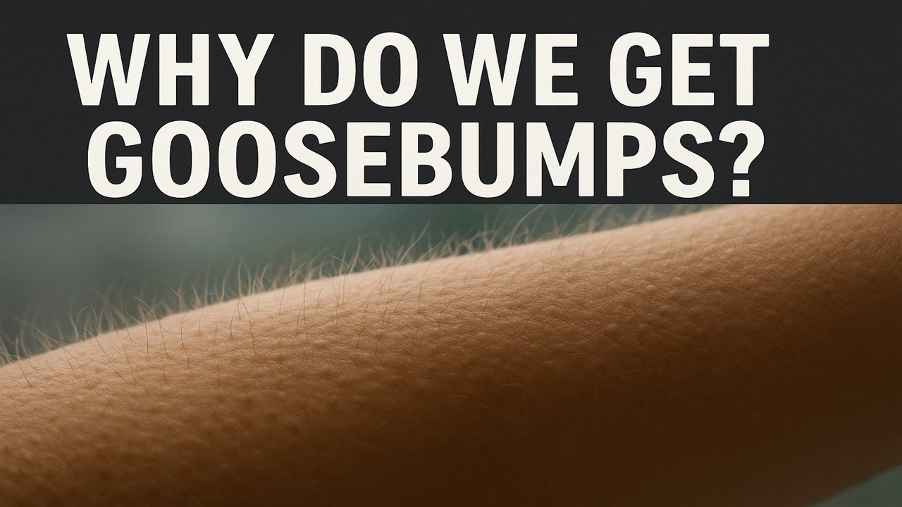 Why Do We Get Goosebumps When We’re Scared or Cold? - YouTube