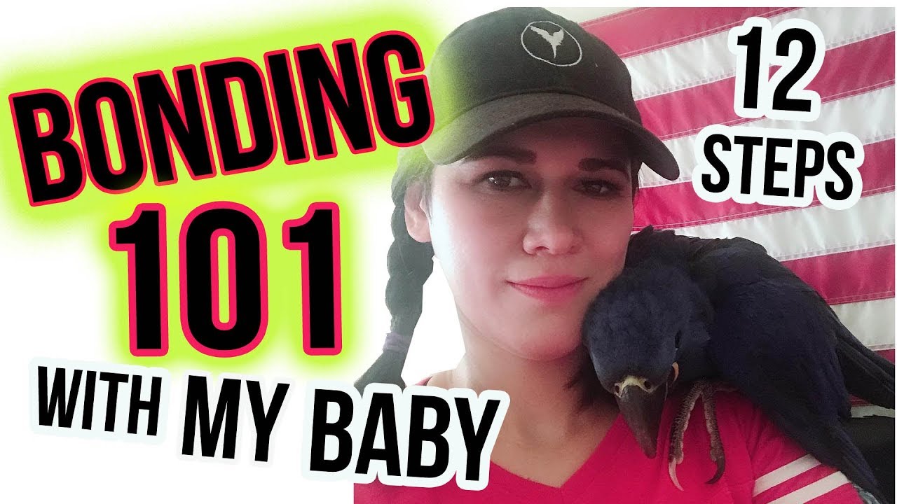 12 EASY STEPS TO BOND WITH YOUR BABY BIRD OR ANY PARROT! Bonding 101 ...