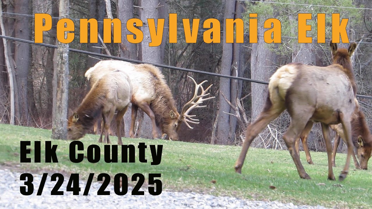 Pennsylvania Elk In Elk County ( 3/24/2025 ) - YouTube