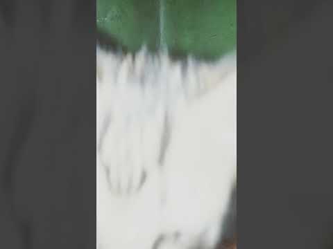 Si Ngangang Kucing Kampung Sepuk Liat Kamera