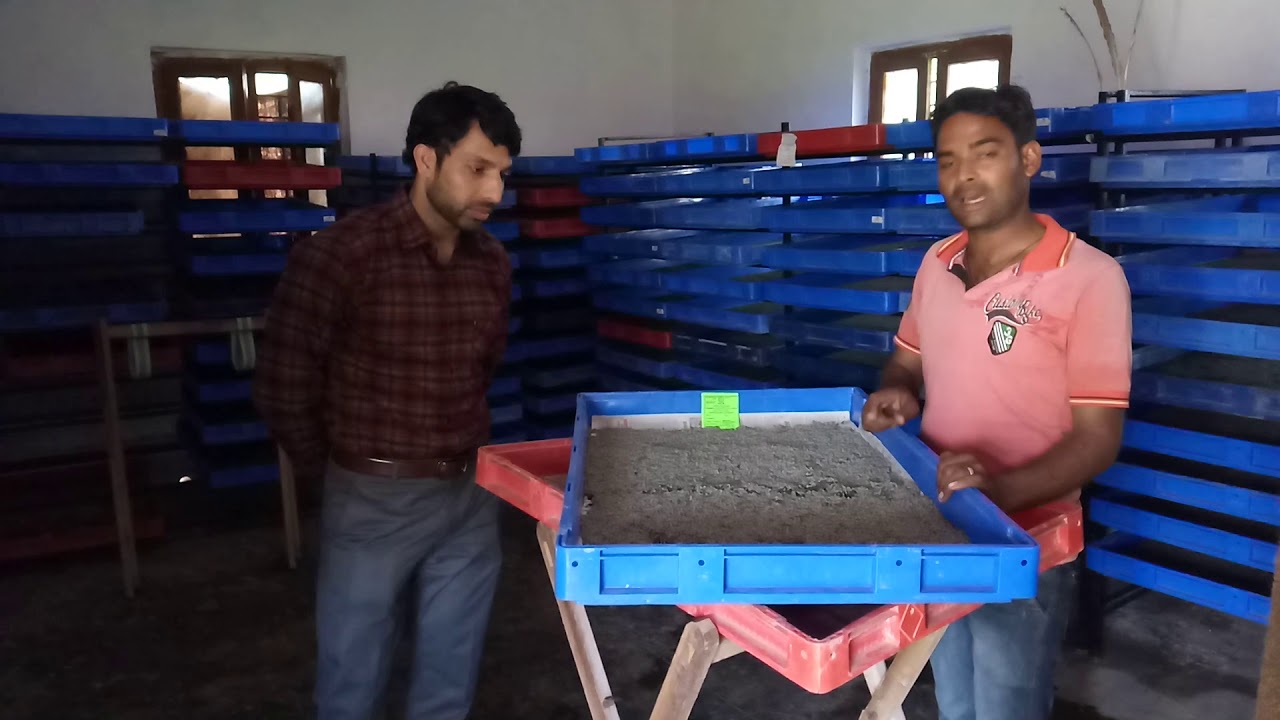 Mulberry Silkworm Chawki Rearing Process - YouTube