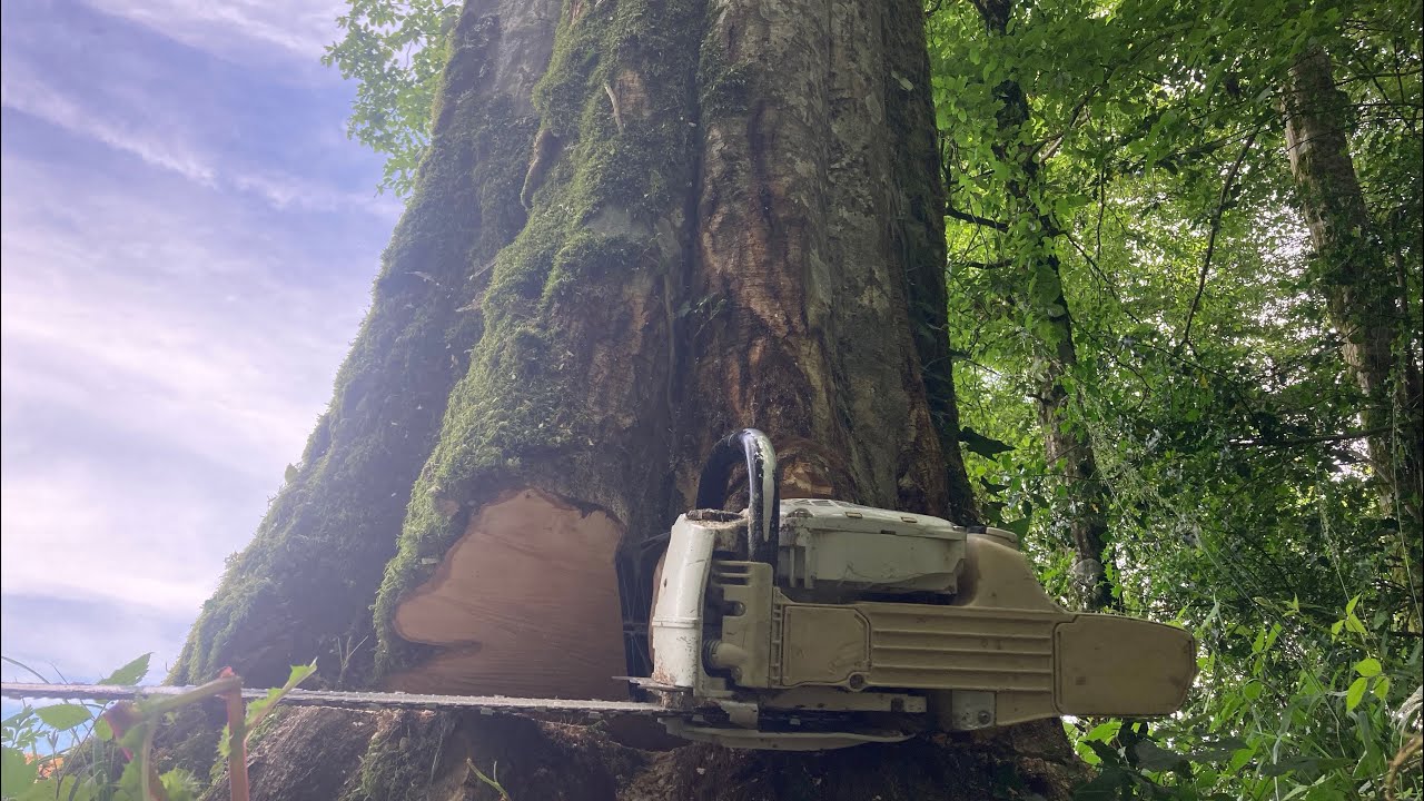 It's not an easy job!! Tree cutting techniques from the master. 💪 - YouTube