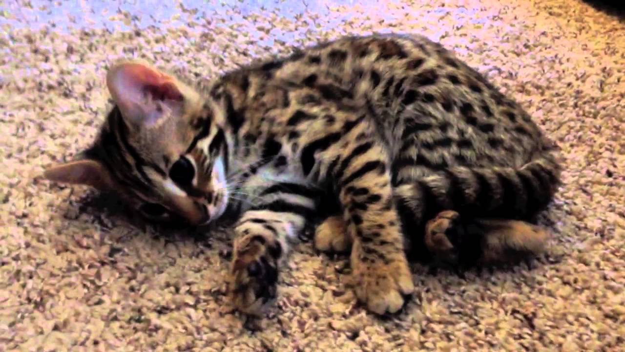 Having a conversation with my F1 Bengal kitten - YouTube