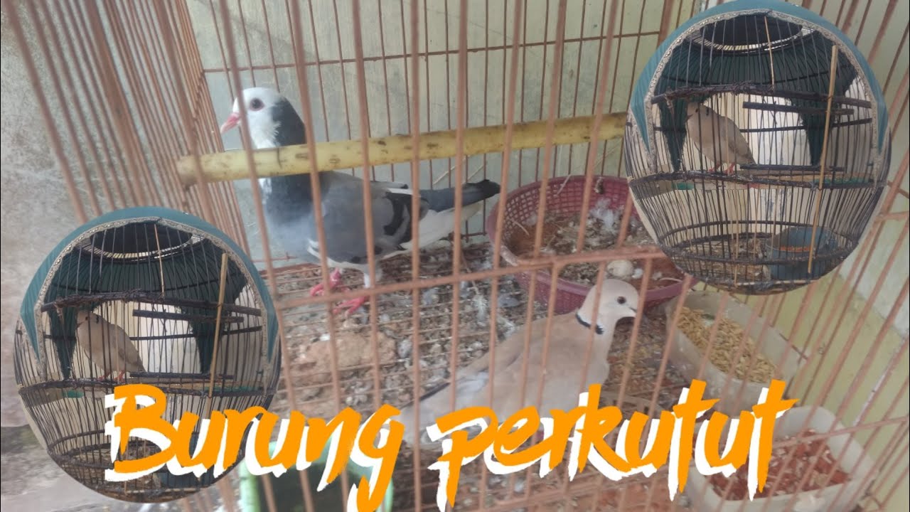 10 Menit Bersama Burung Puter Pelung - YouTube
