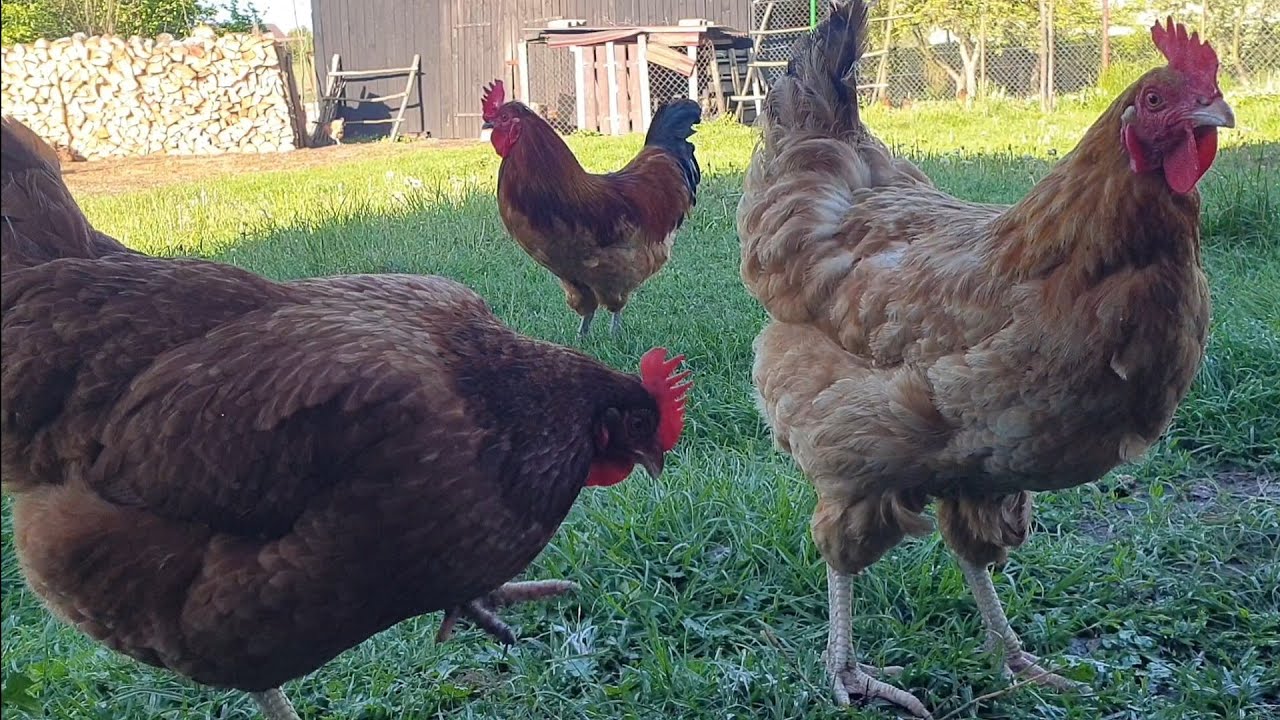 Chickens eating vanilla ice cream: Part three - YouTube