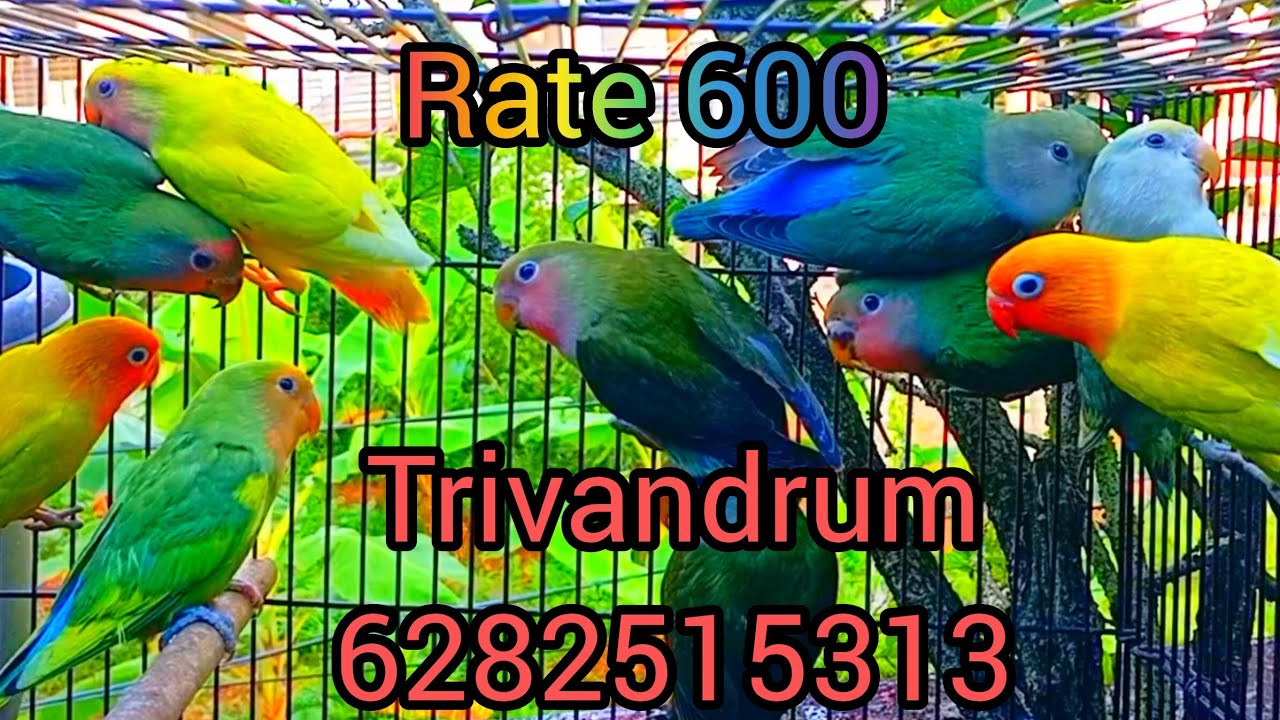 Home Breed African love birds Batch for sale in Trivandrum, all Kerala ...