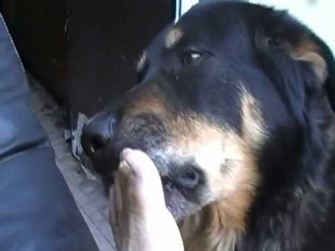 hot dog rocky 25 05 2012