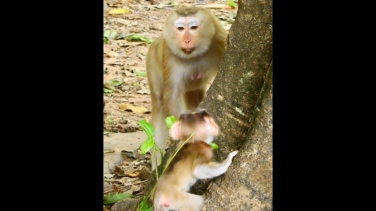 Worried Mom Julie's Concerns as Baby Jenifer Tries to Climb the Tree ...