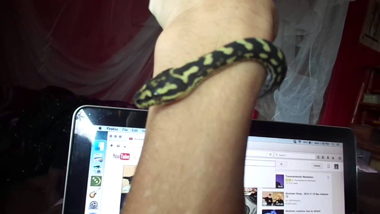 6 month old Diamond x Jungle Carpet python (female) Smaug - YouTube