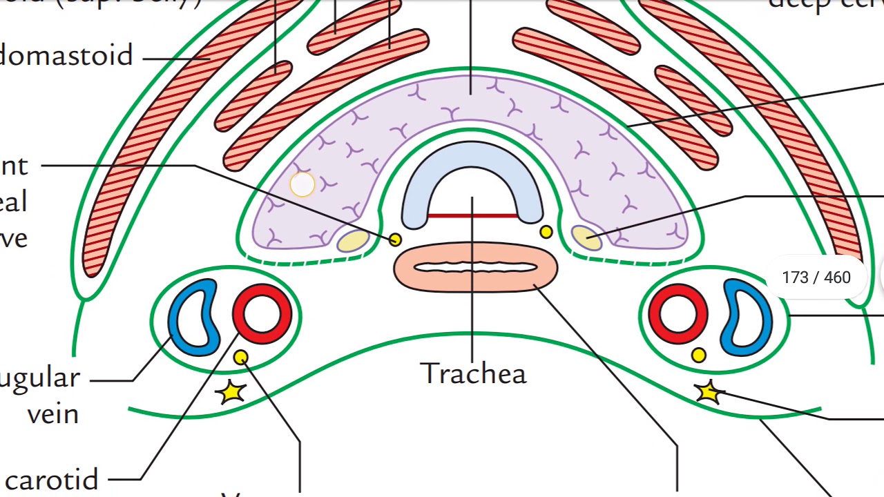 Thyroid gland part 3 - Relations of Thyroid gland - YouTube