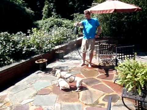 Freaky French Bulldogs Battle Water Shower!