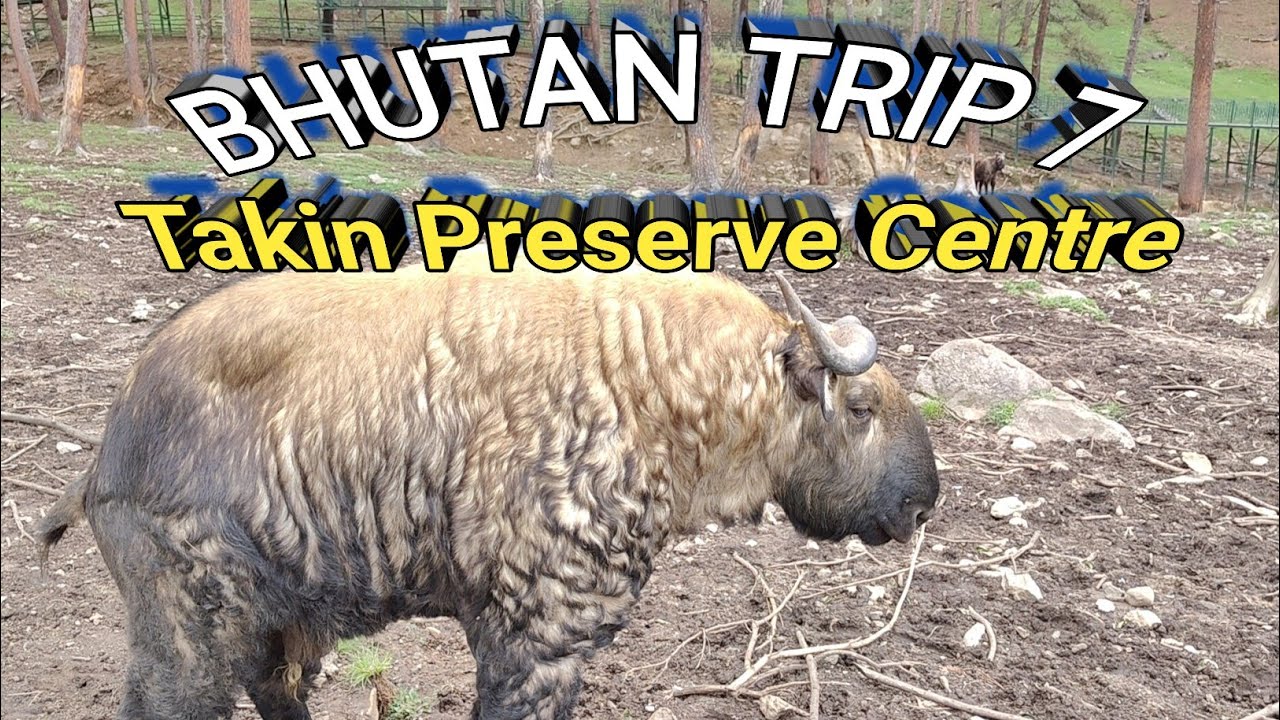 Explore the National Animal of Bhutan The Takin | Rare Animal in the ...