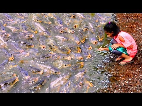 FISHES AT TEMPLE - YouTube