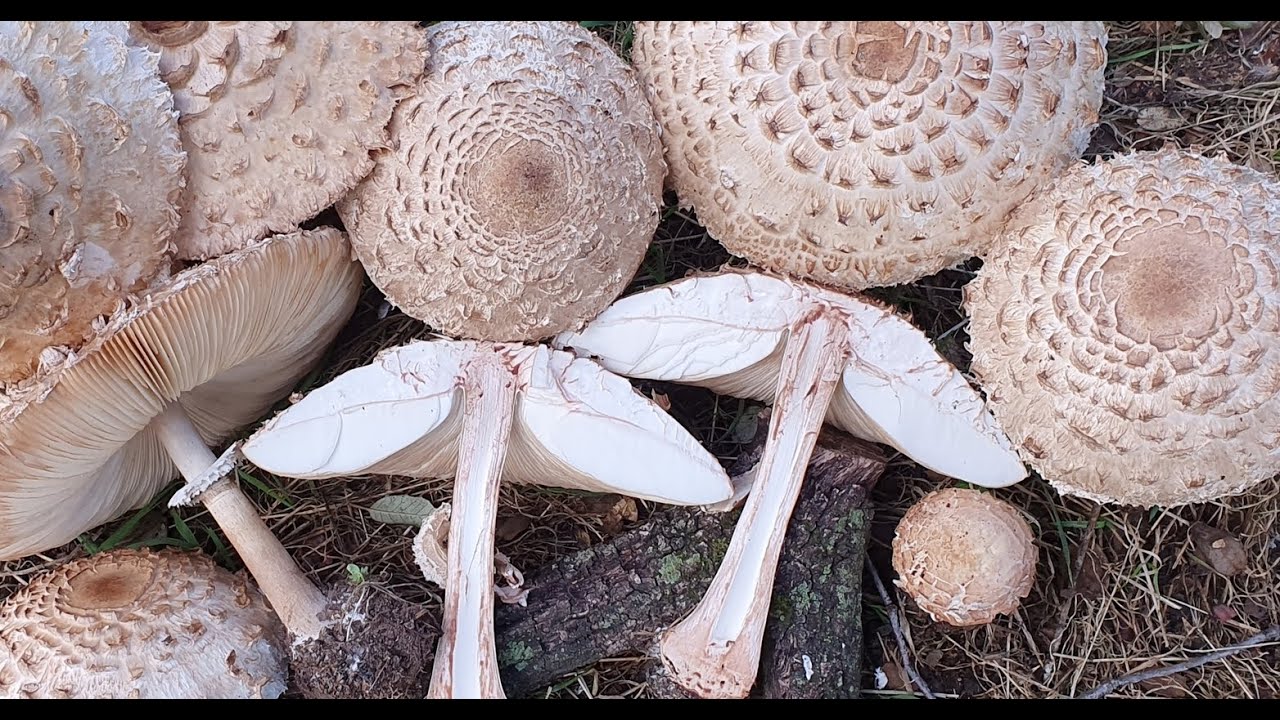 Chlorophyllum rachodes - Shaggy parasol - Macrolepiota rachodes - YouTube