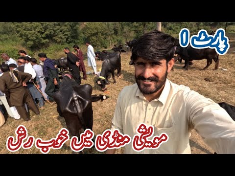 Condition of animal market of ajk 23 OCT 2024 #animals - YouTube
