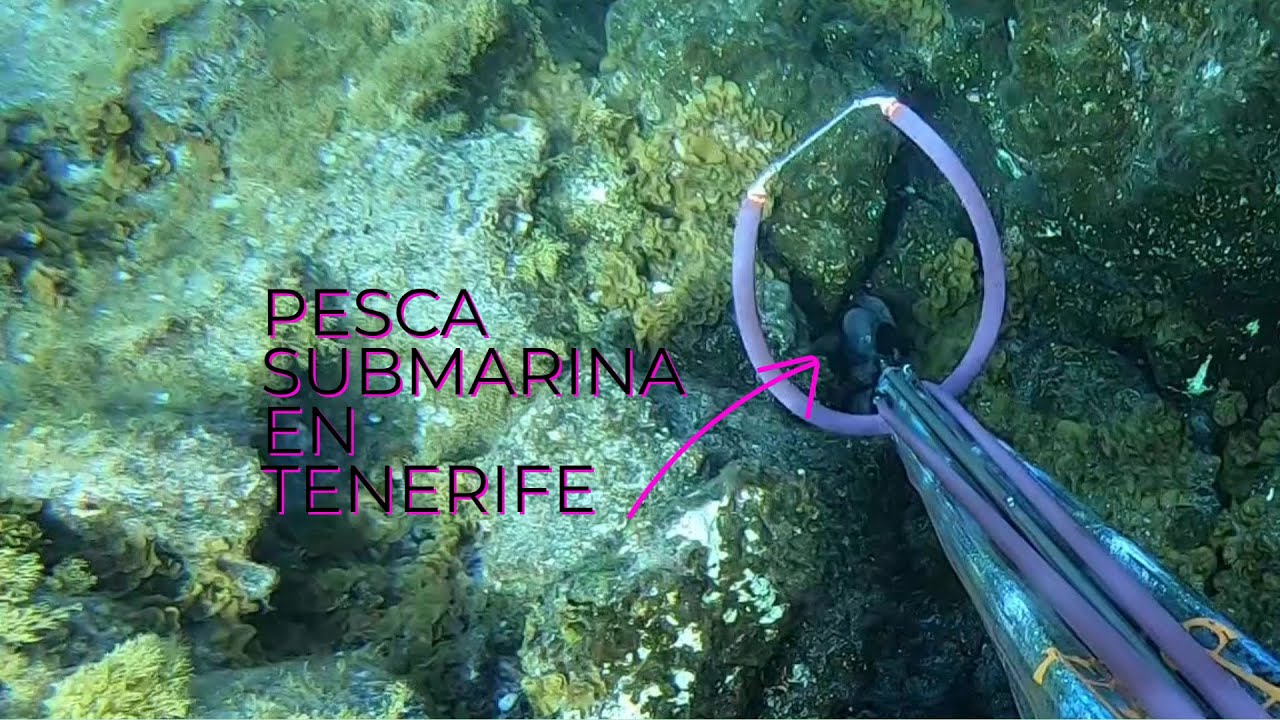PESCA SUBMARINA EN TENERIFE/SPEARFISHING IN CANARY ISLAND - YouTube