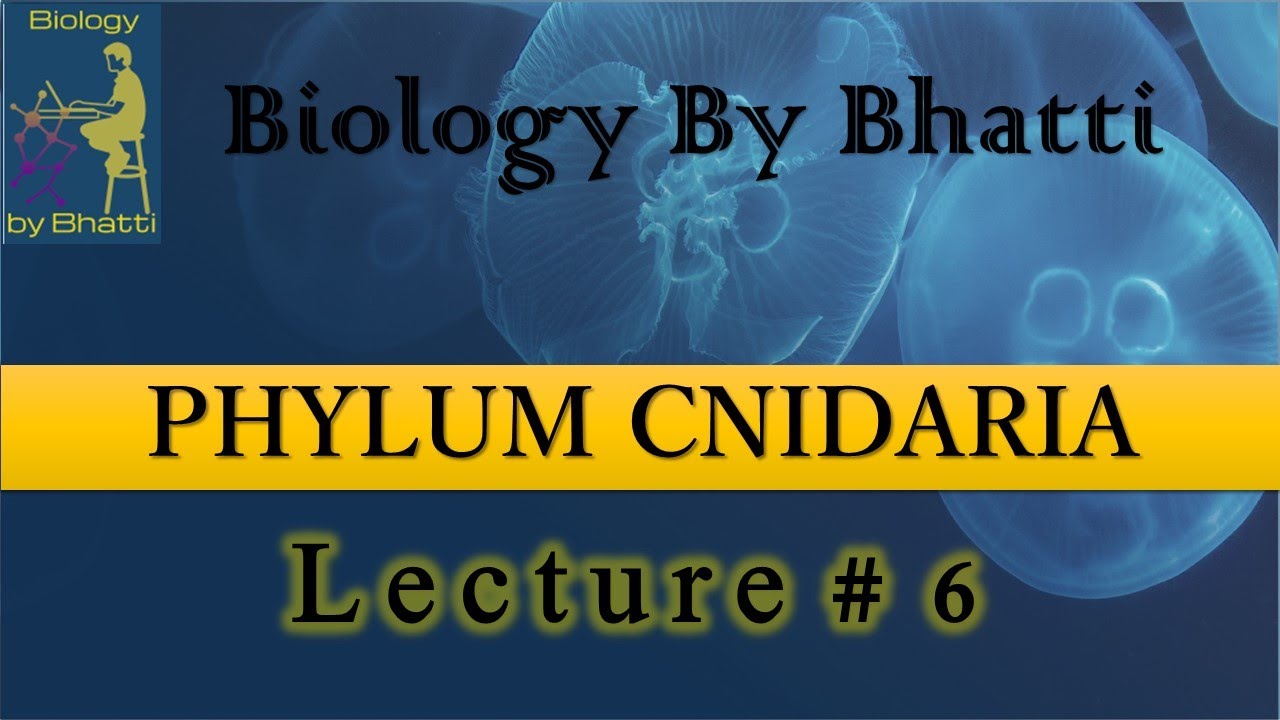 Phylum Cnidaria | Phylum Coelenterata | Grade Radiata | Diploblastic ...