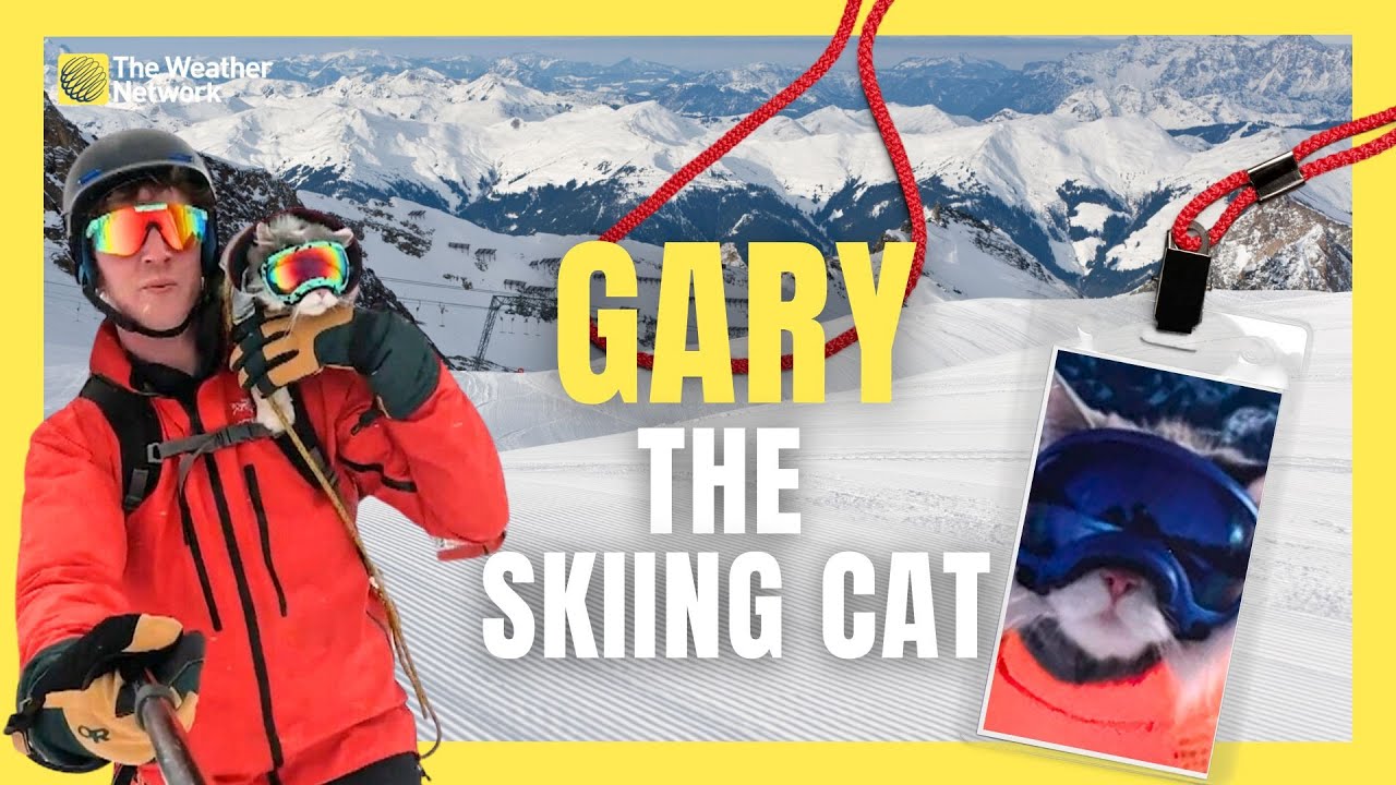 Meet Gary, The Skiing Cat, who is Famous in the Rocky Mountains - YouTube