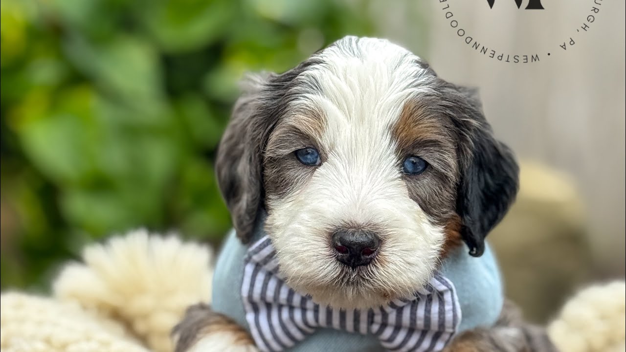 Venice - Indy x Arlington - Australian Mountain Doodle - YouTube