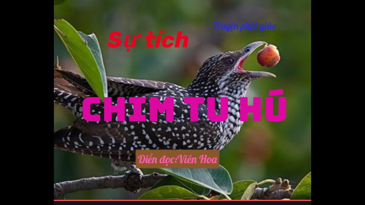 Truyện Phật giáo:sự tích chim tu hú - YouTube