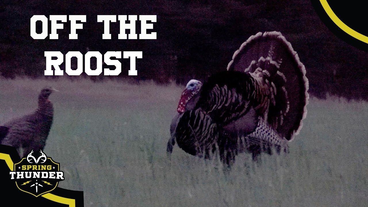 STRUTTING GOBBLER off the ROOST | Realtree Spring Thunder - YouTube