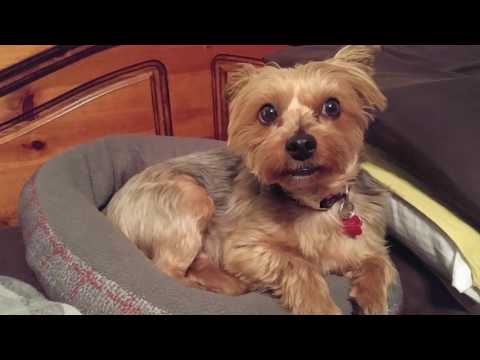 Yorkie talking