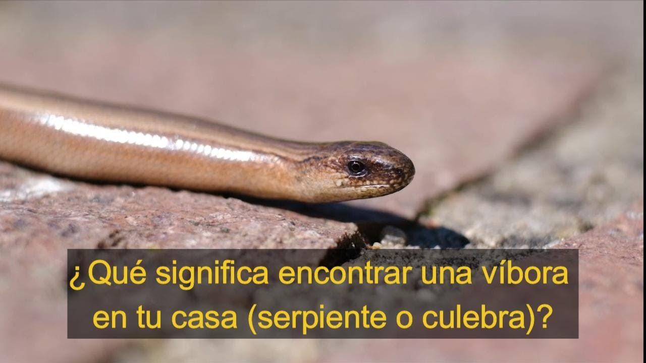 Qué significa encontrar una víbora en tu casa (serpiente o culebra ...