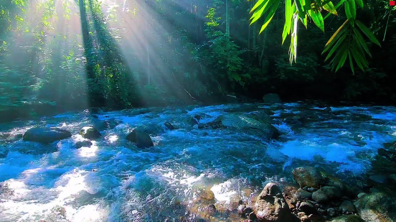 Gentle stream sounds relaxing river sounds peaceful forest river for ...