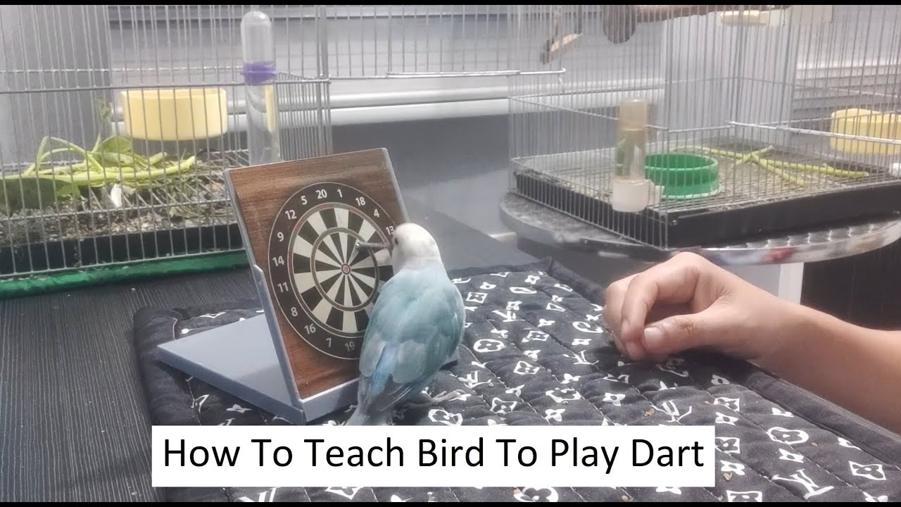 How To Teach Bird To Play Dart - YouTube
