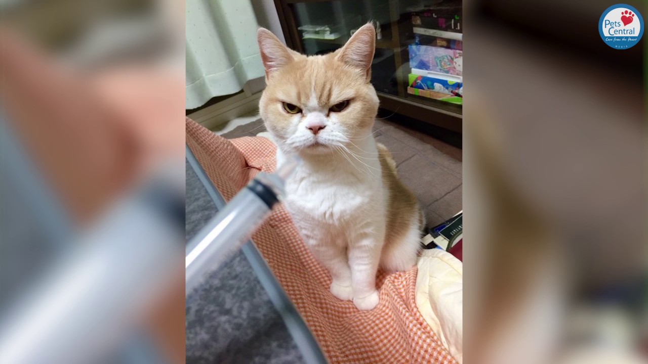 Very Angry Looking Cat! - Pets Central - YouTube