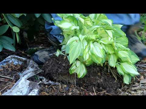 Simple Easy Hosta Propagation. Multiply One Hosta into Large Numbers. - YouTube