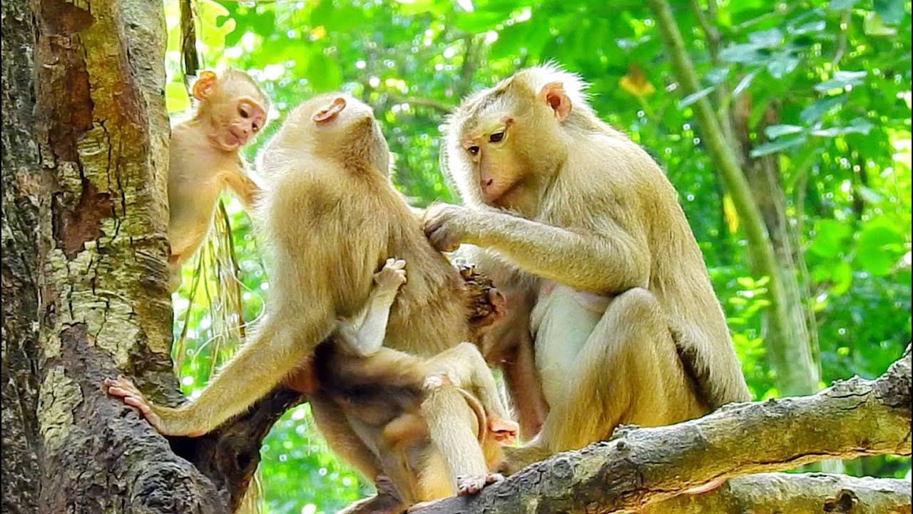 Team sovanna to day have Greandma Ashley heap Take care baby \ brothe ...