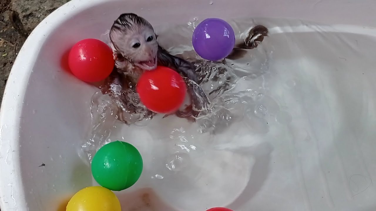 little monkey learning to swim - YouTube