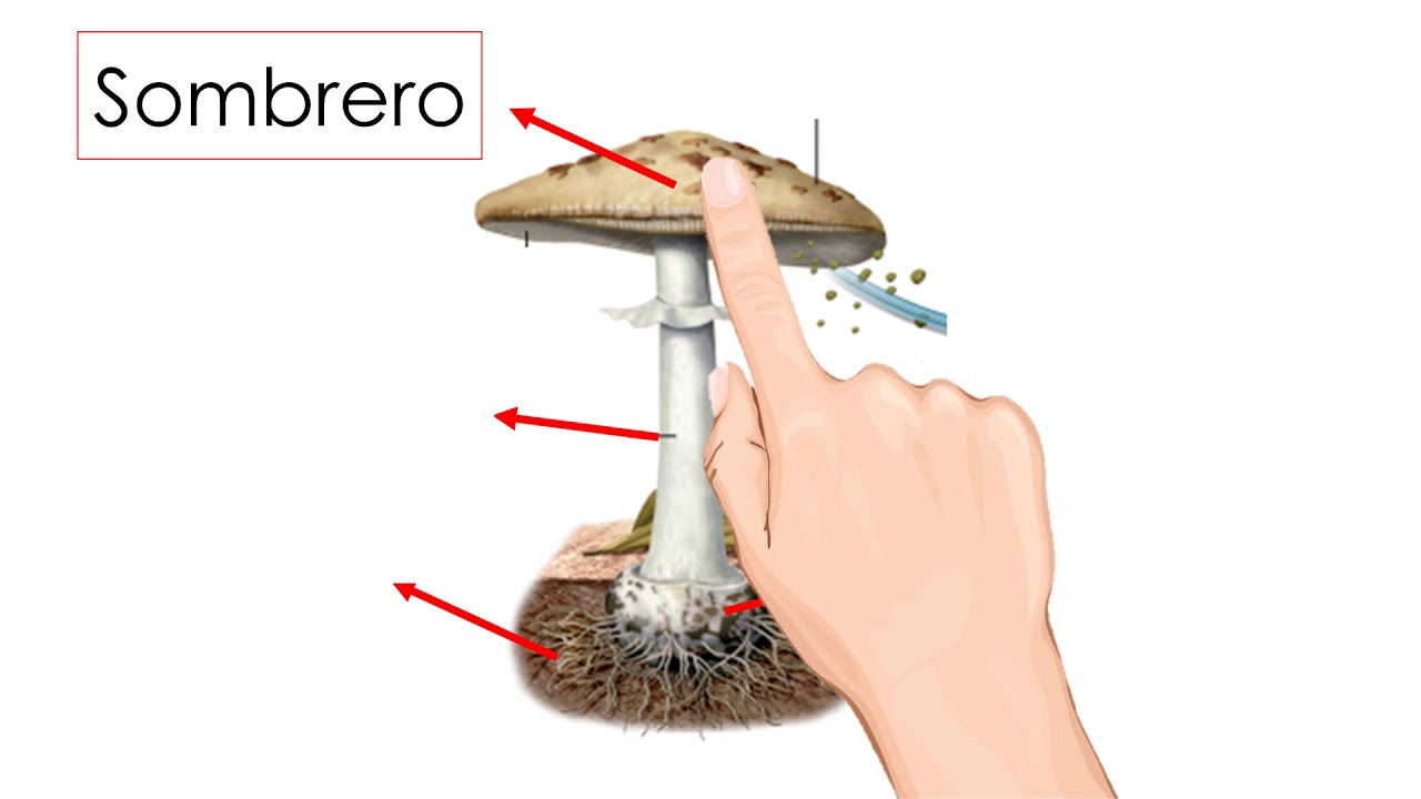 PARTES DE LAS SETAS - YouTube