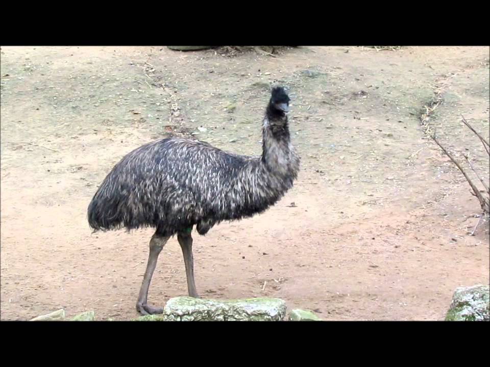 "Emus im London-Zoo"-Live Video von Wolfgang Schmökel - YouTube