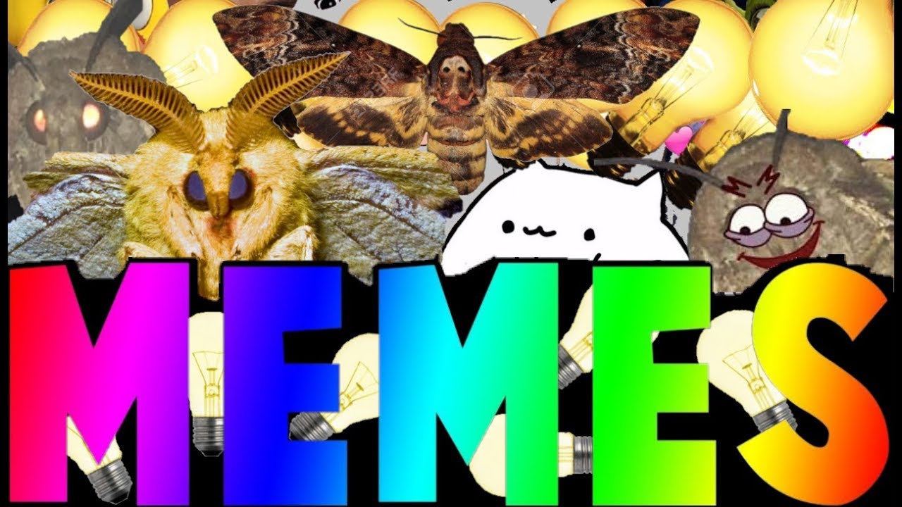 Moth Meme | Lamp Meme - YouTube