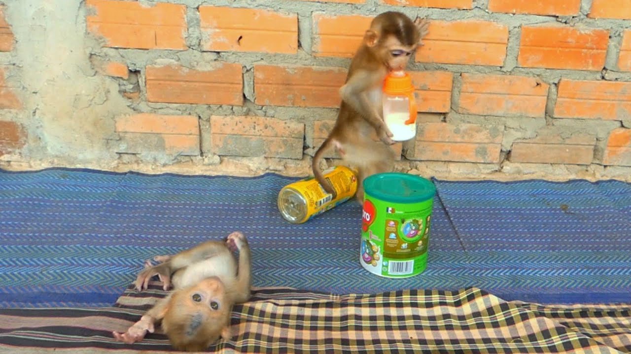 Monika and Keery monkey gestures today look adorable - YouTube